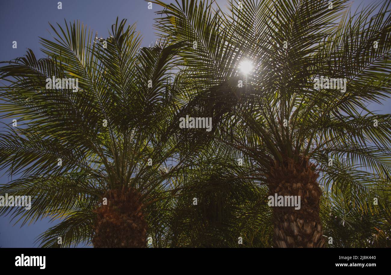 Coconut palm trees, beautiful tropical texture with sun light on sky ...