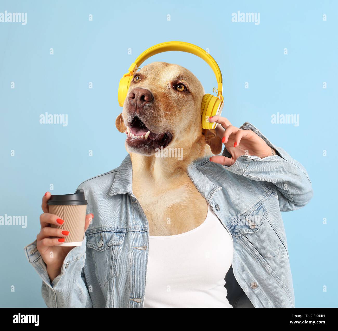 Funny Labrador dog with human body listening to music and drinking ...