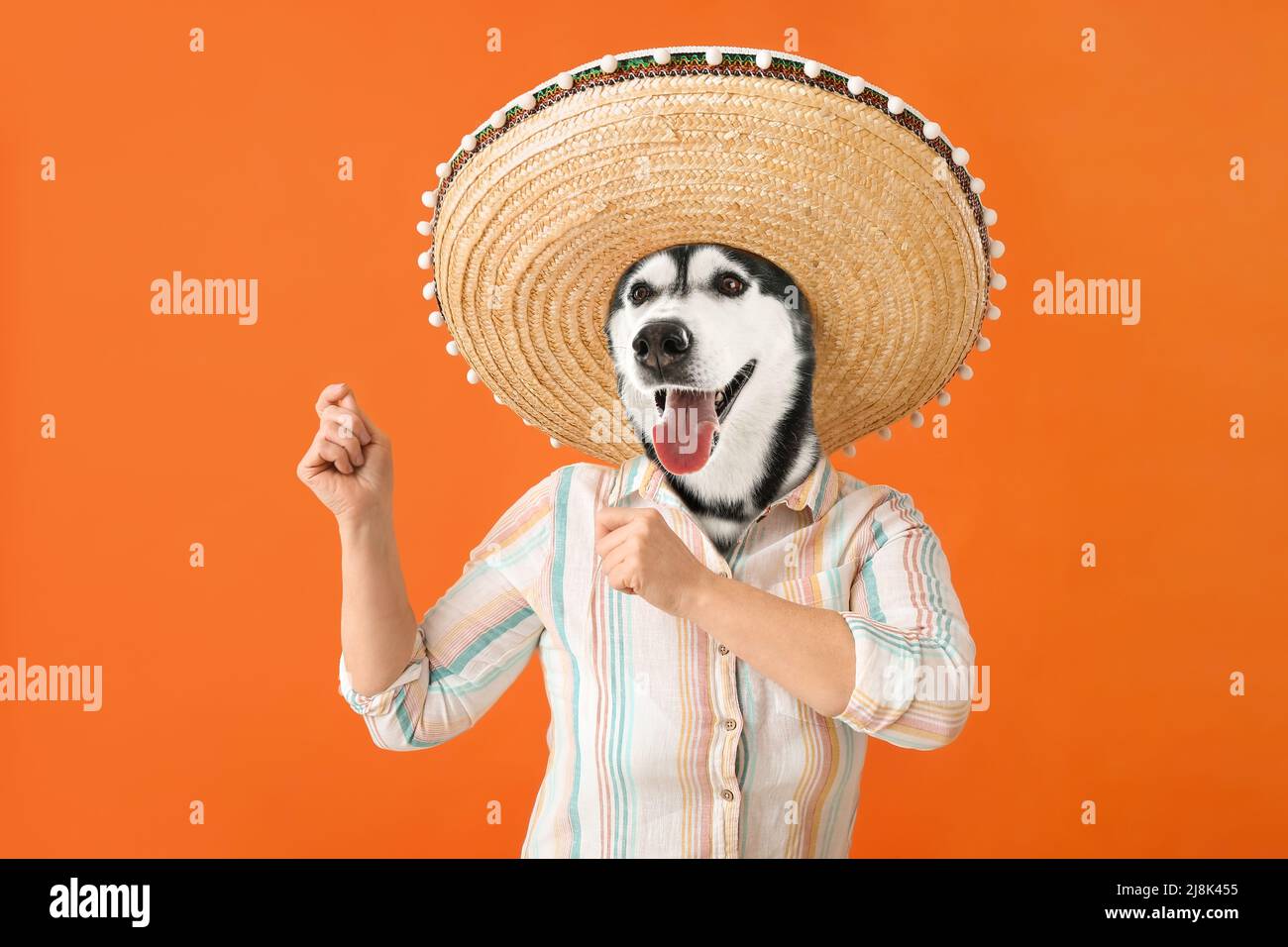 Funny dancing Husky dog with human body and sombrero on orange ...