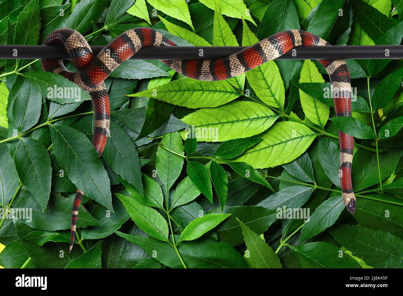 Red king snake against green tropical leaves Stock Photo - Alamy