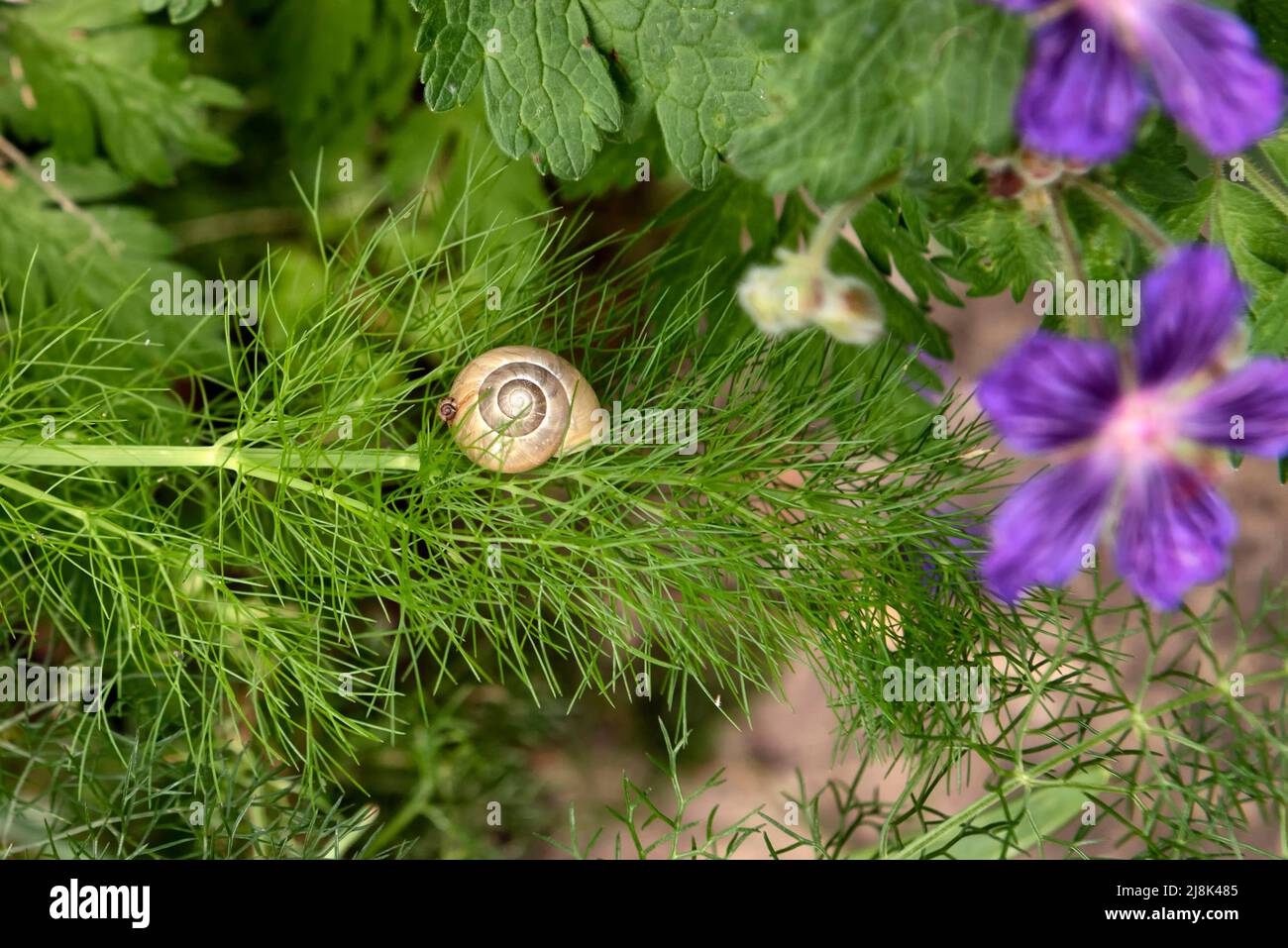 Baby snail hi-res stock photography and images - Alamy