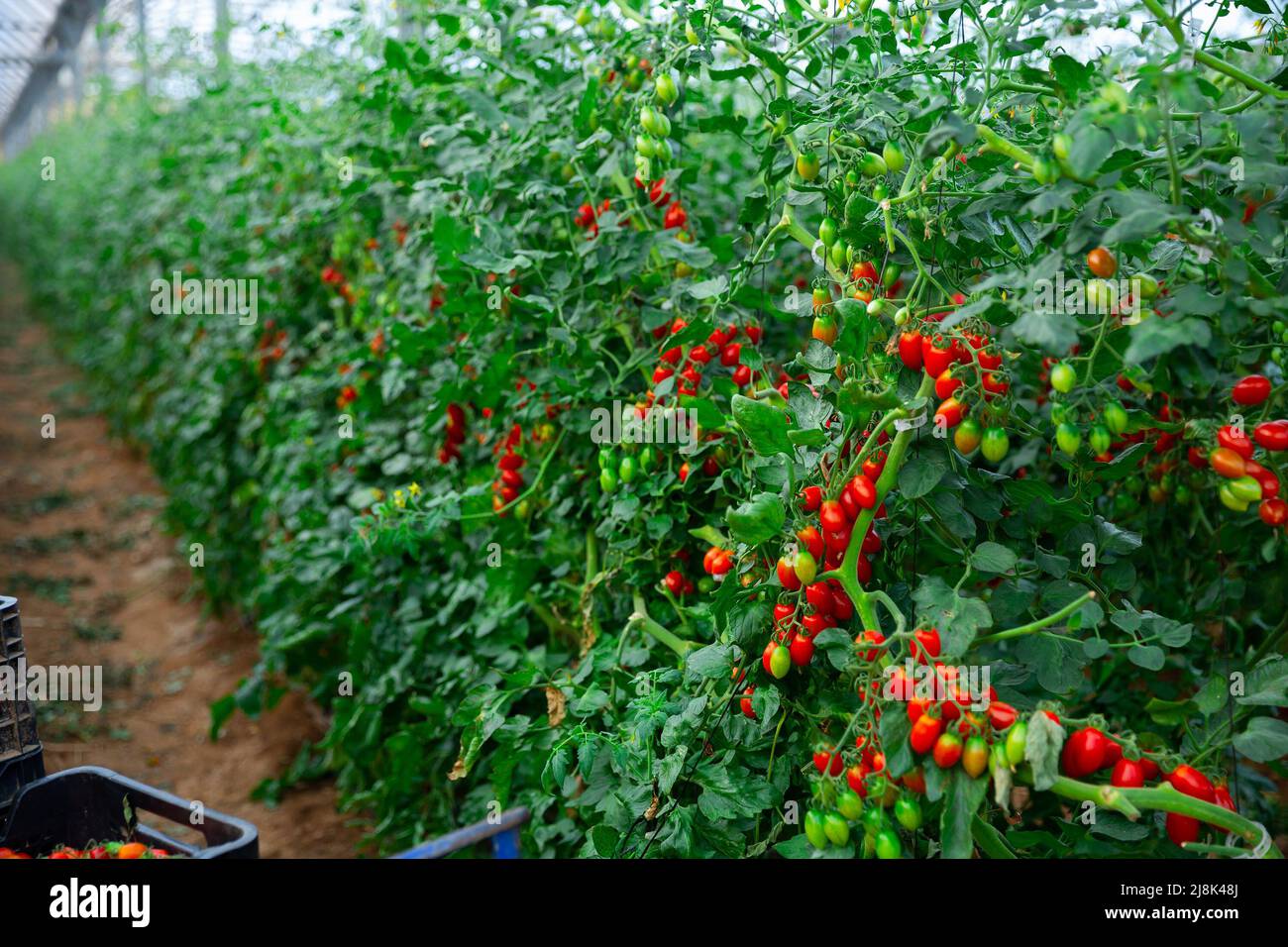 Rows of harvest of red tomatoes in greenhouse Stock Photo - Alamy