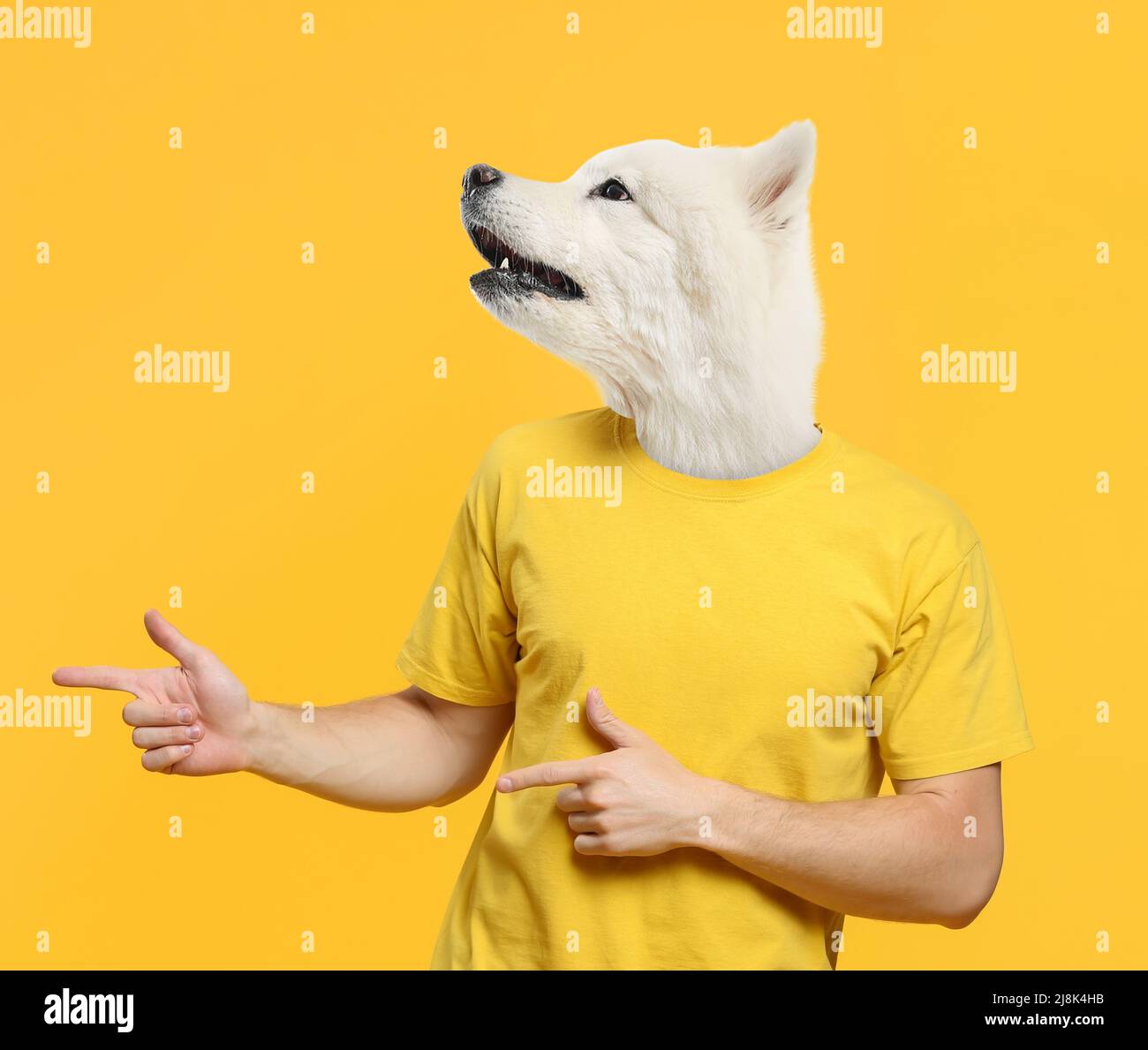 Funny Samoyed dog with human body pointing at something on yellow ...