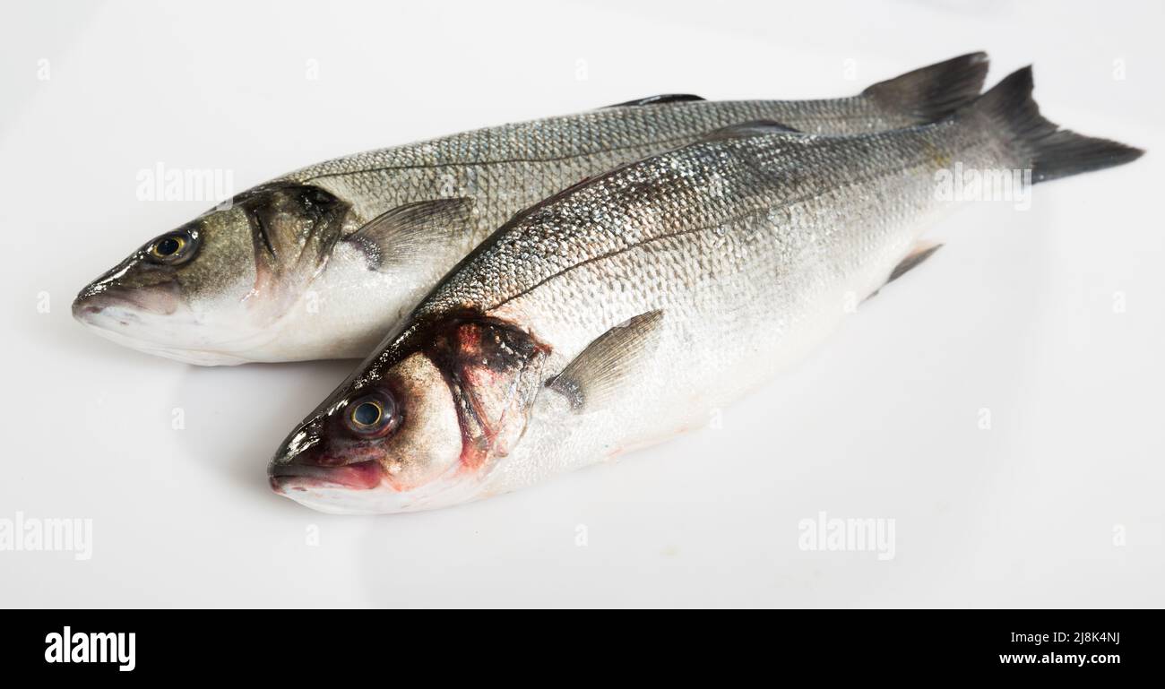European bass on white background Stock Photo - Alamy