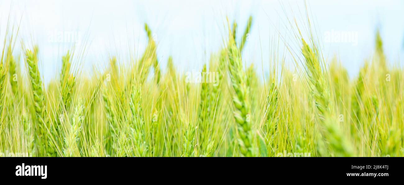 Green wheat spikelets in field, closeup Stock Photo - Alamy
