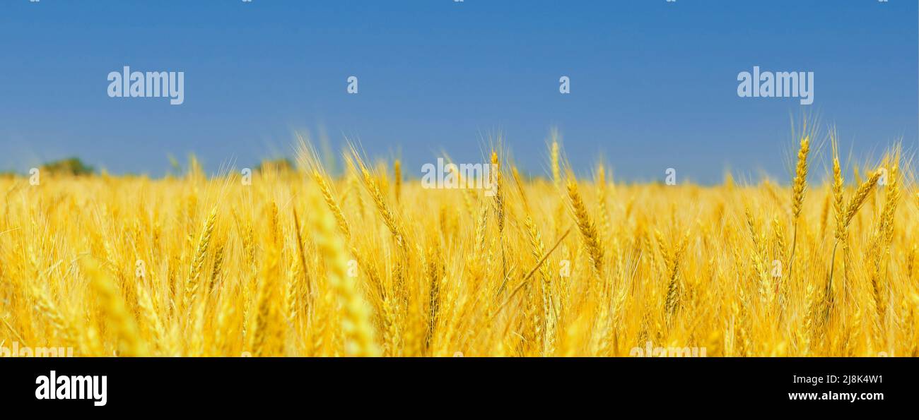 Golden wheat spikelets in field Stock Photo - Alamy