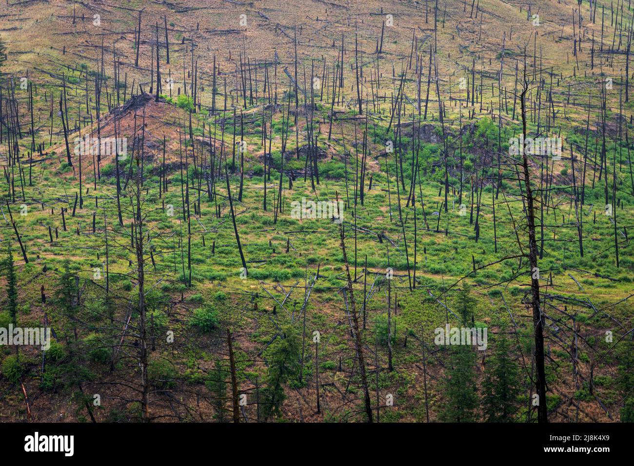 Recovering after the forest fire hi-res stock photography and images ...