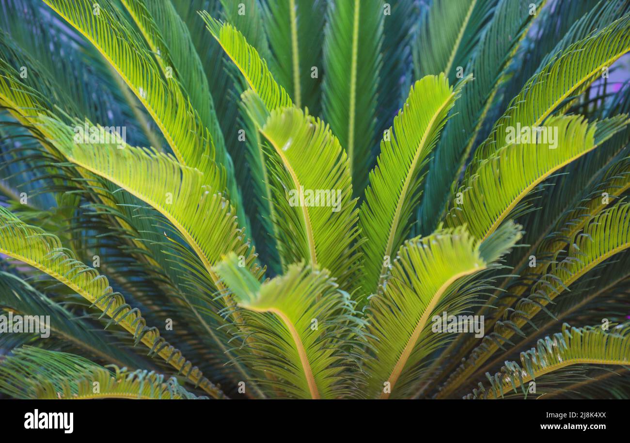 Palm leaves background, natural green texture with palm foliage ...