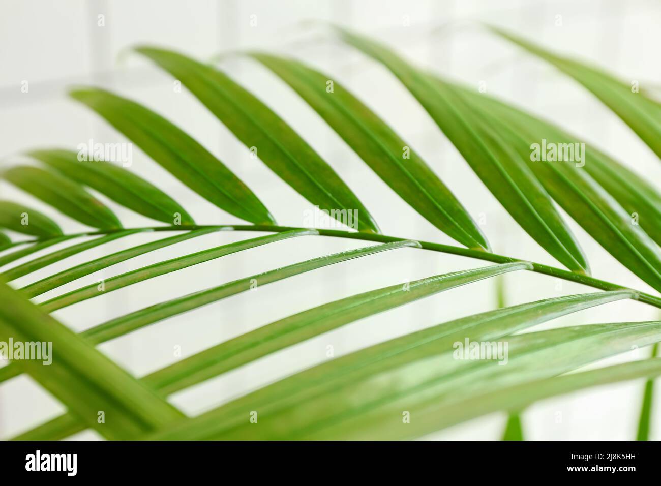 Green palm leaf near white tile wall, closeup Stock Photo - Alamy