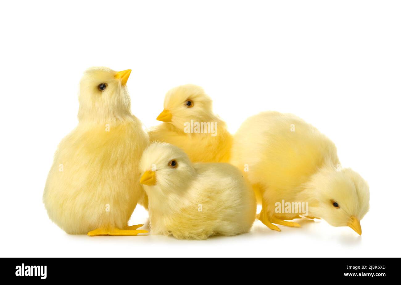 Cute yellow chickens isolated on white Stock Photo - Alamy