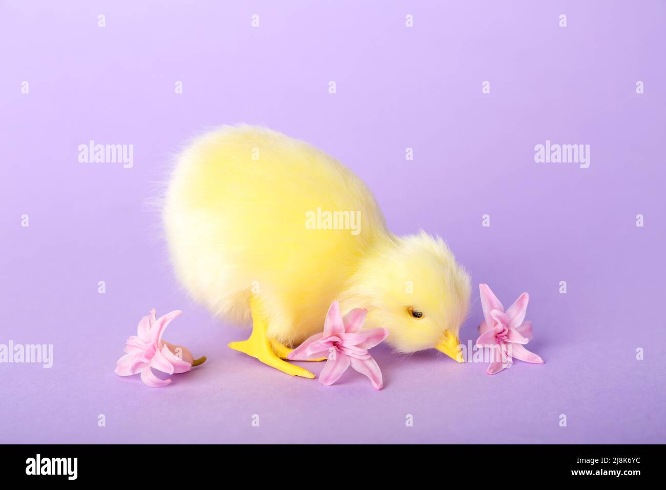 Cute chicken and spring flowers on lilac background Stock Photo - Alamy
