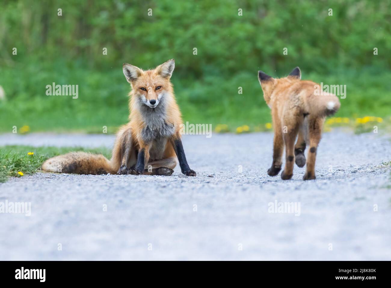 Red fox family in spring Stock Photo - Alamy