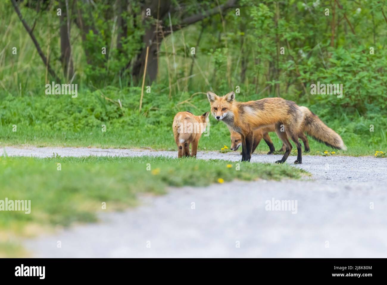 Red fox family in spring Stock Photo - Alamy