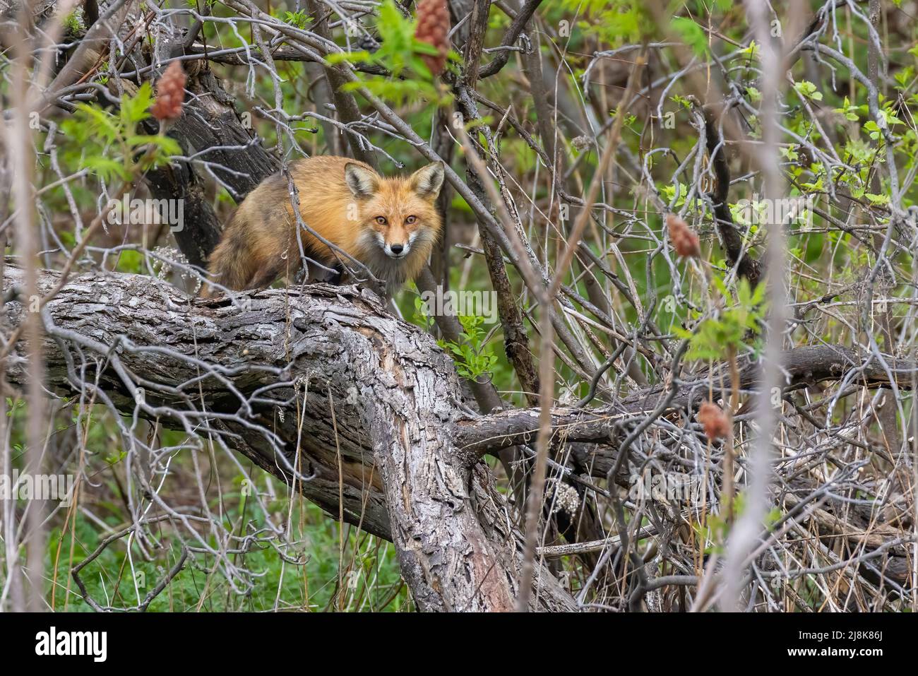 Red Fox climbing tree Stock Photo - Alamy