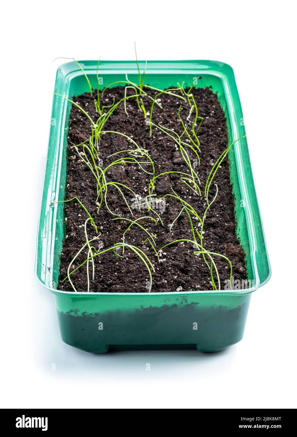 Young onion plants in pot isolated on white Stock Photo - Alamy