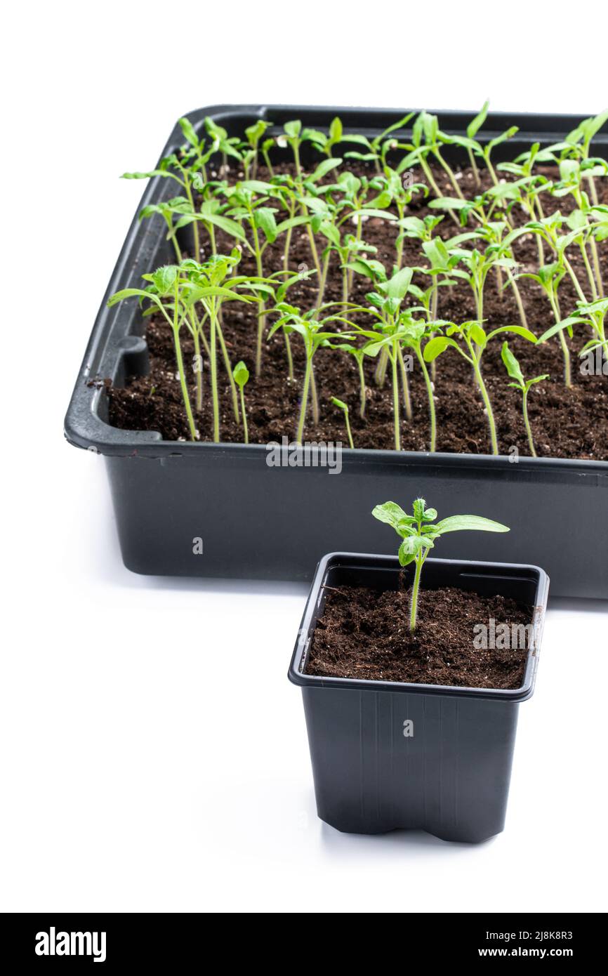 Spring planting. Early tomato sprouts grown from seeds isolated on ...