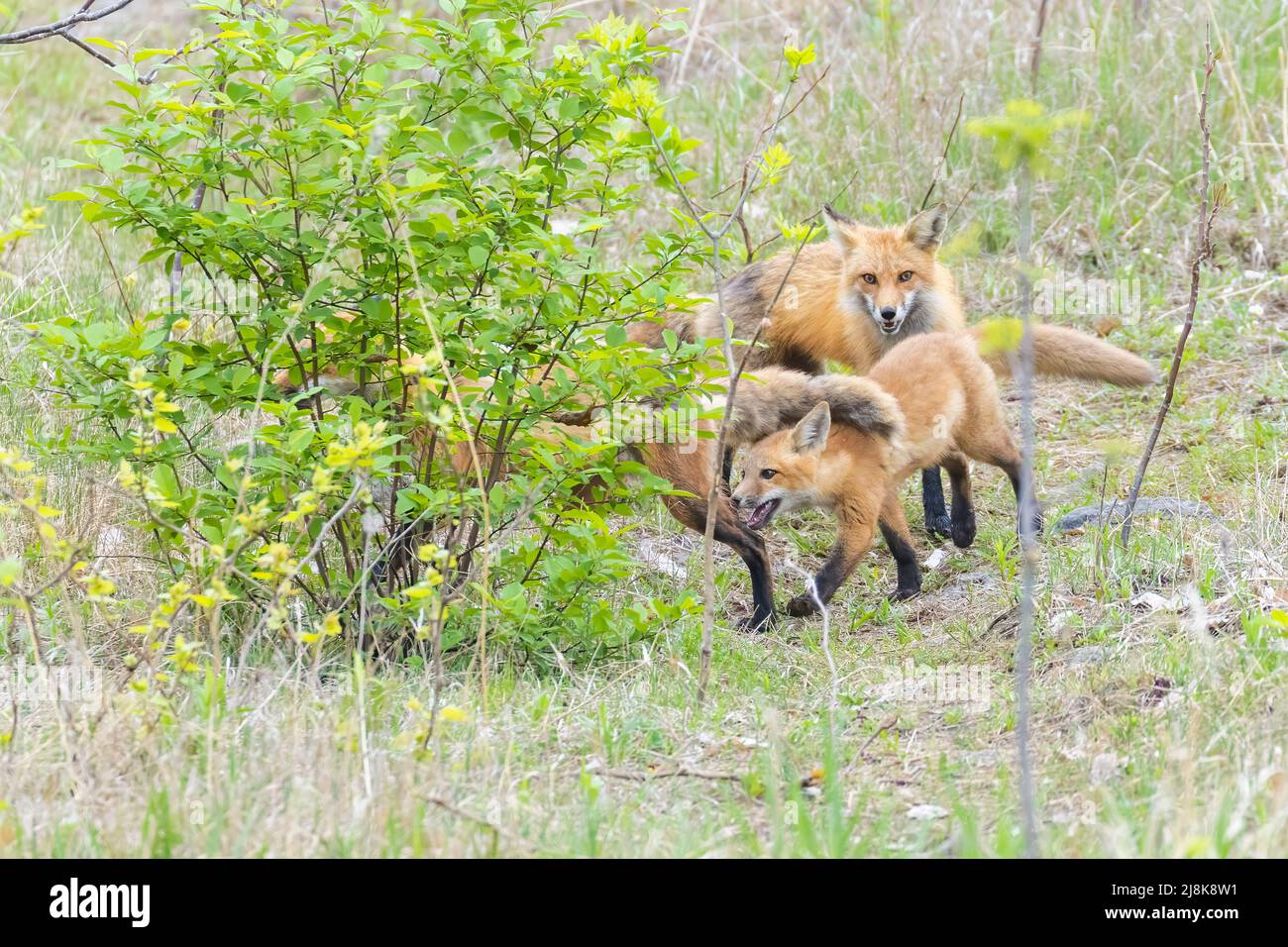 Red fox cub in snow hi-res stock photography and images - Alamy