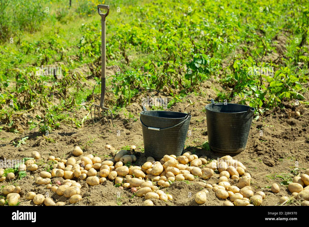 Image of harvest of potatoes, buckets and rows in field Stock Photo - Alamy