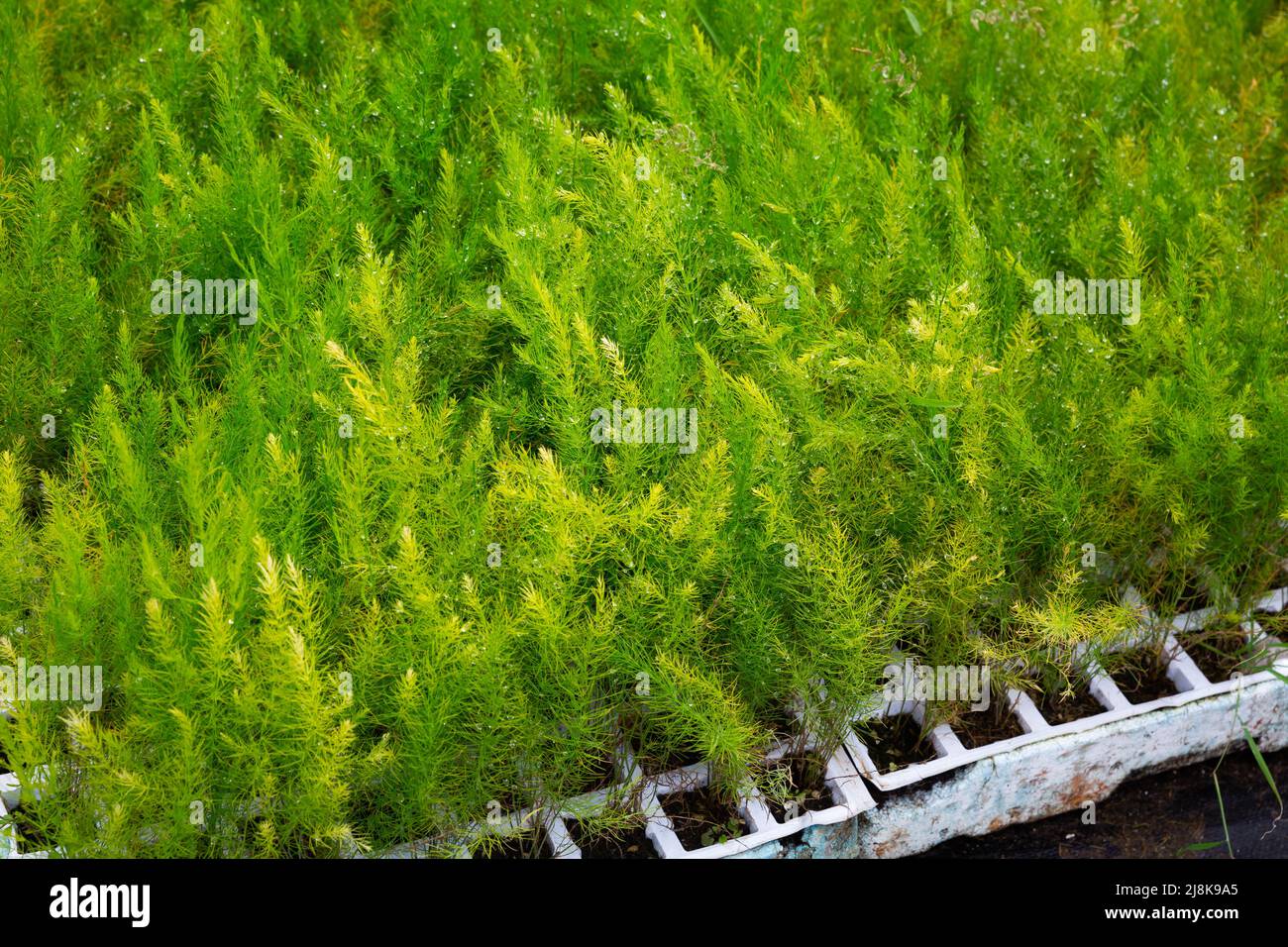 Dill seedlings in pots in greenhouse. Sprouts green plant and home ...