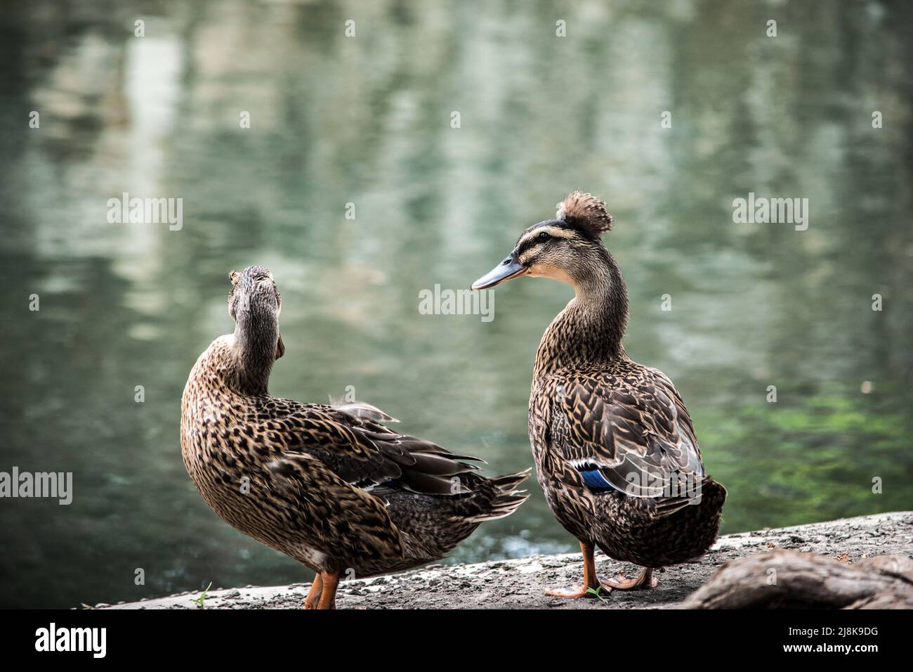 Two ducks on the bank by the lake Stock Photo - Alamy