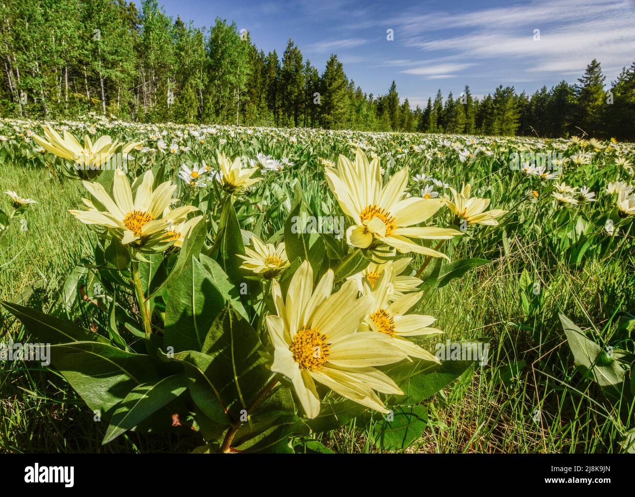 Wildflowers grow enmasse along Highway 20 through Island Park, Fremont ...