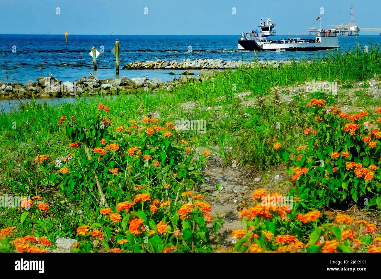 The Mobile Bay Ferry passes common lantana growing wild along the water ...