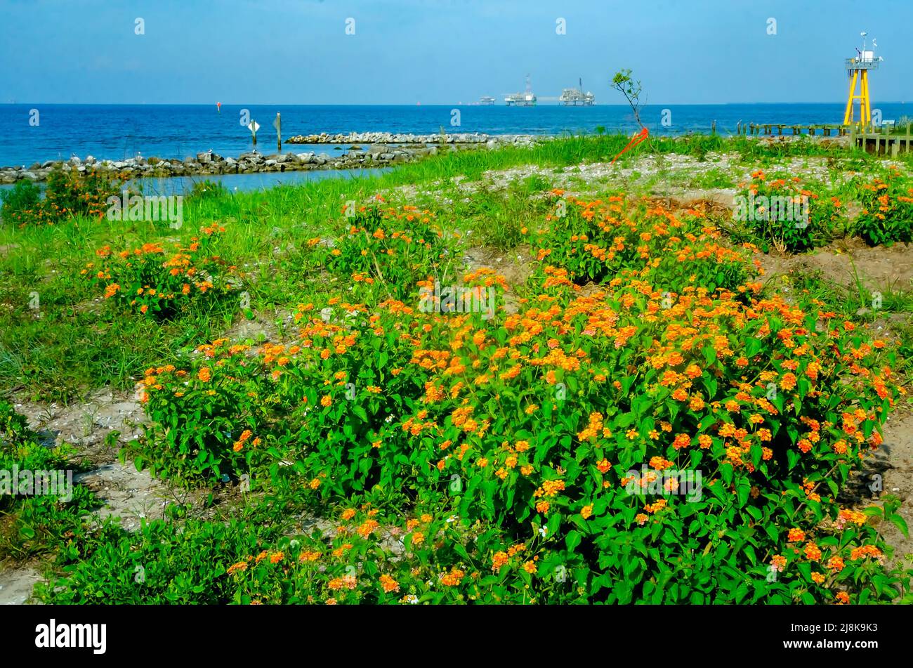 Common lantana grows wild along the water’s edge, April 28, 2022, in ...