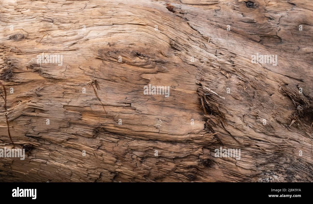 Background and texture of old wood. High quality photo Stock Photo - Alamy