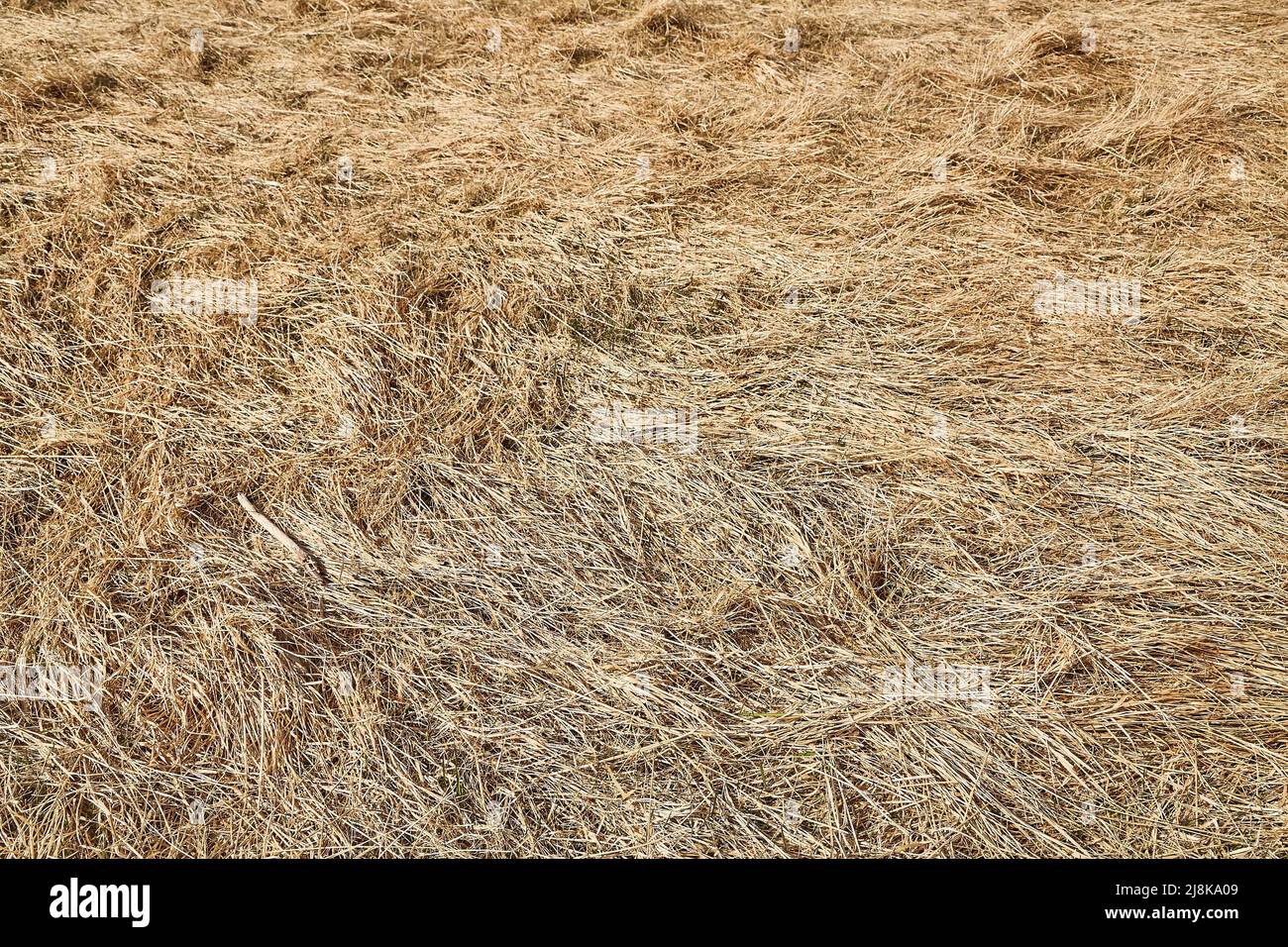 Haystack closeup texture Stock Photo - Alamy