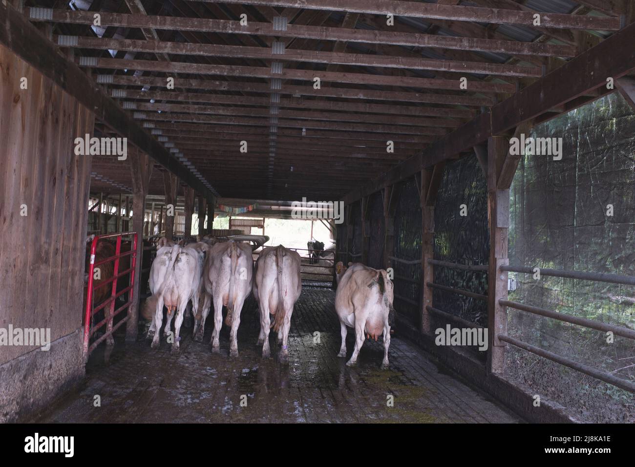 Rear View of Cows inside Barn Stock Photo - Alamy