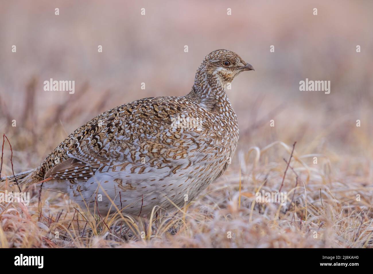 Female sharp-tailed grouse in northern Wisconsin Stock Photo - Alamy