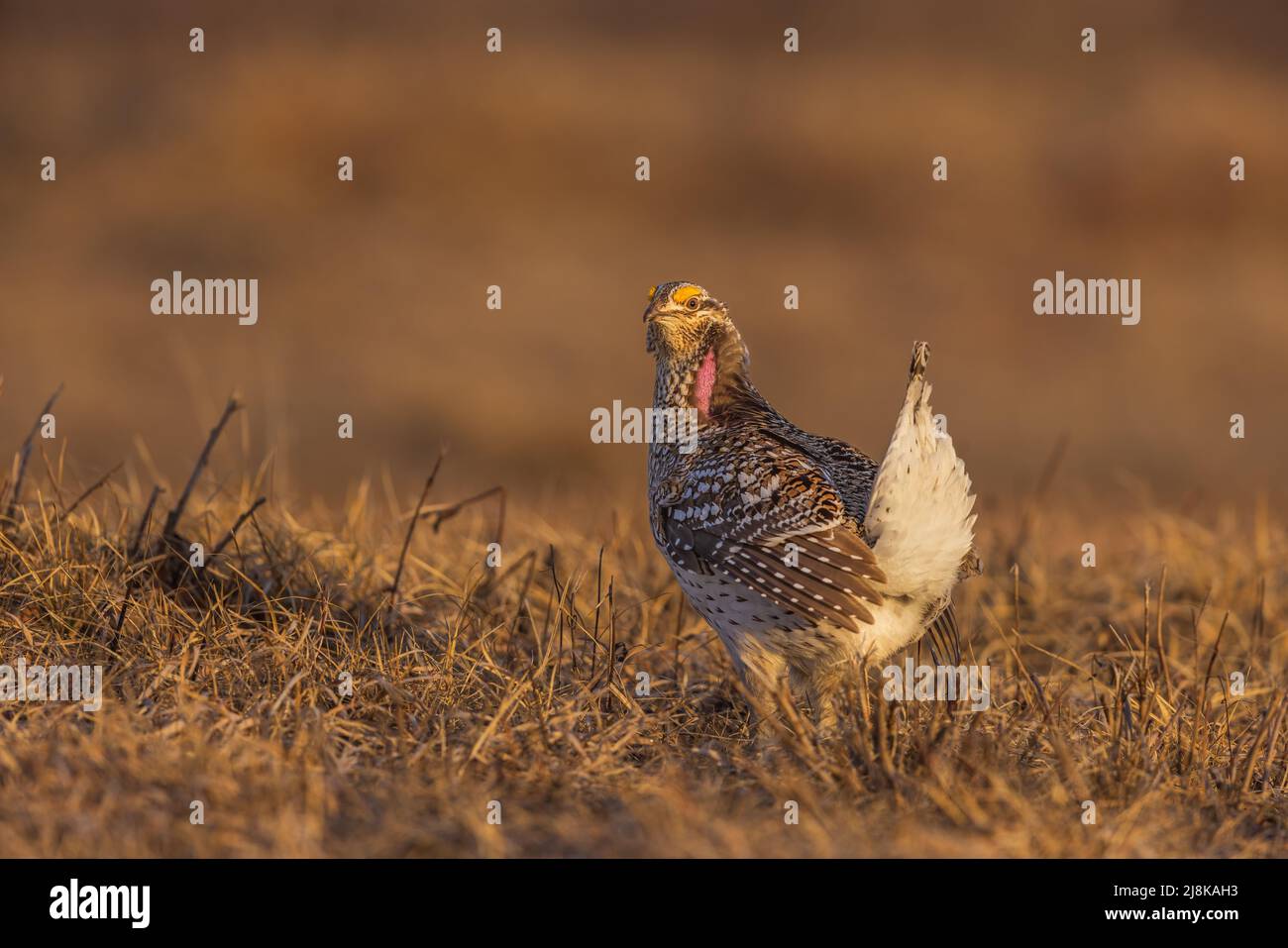Sharp-tailed grouse in northern Wisconsin Stock Photo - Alamy