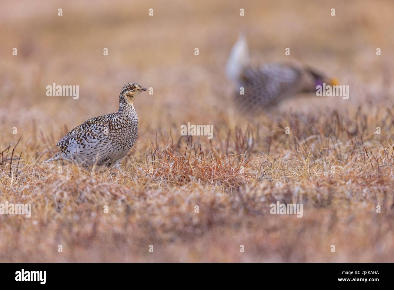 Sharp-tailed grouse in northern Wisconsin Stock Photo - Alamy
