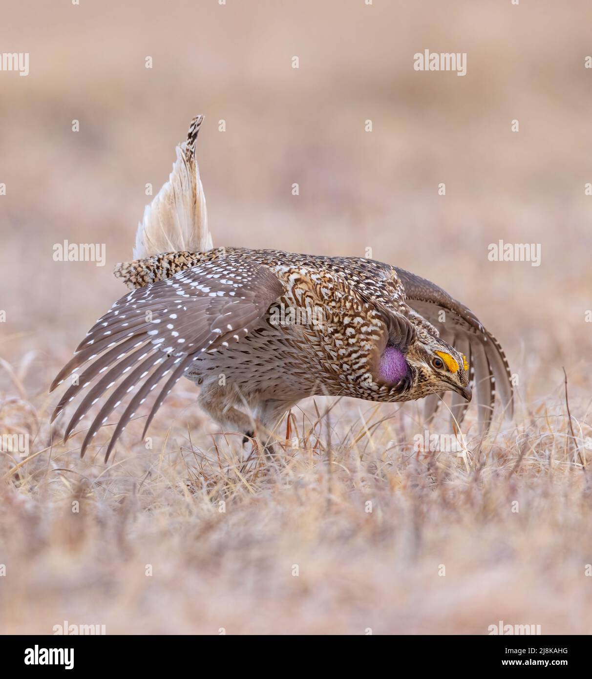 Sharp-tailed grouse dancing on a lek in northern Wisconsin Stock Photo ...