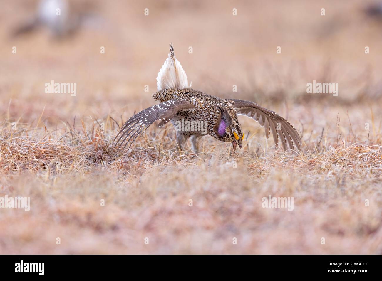 Sharp-tailed grouse dancing on a lek in northern Wisconsin Stock Photo ...