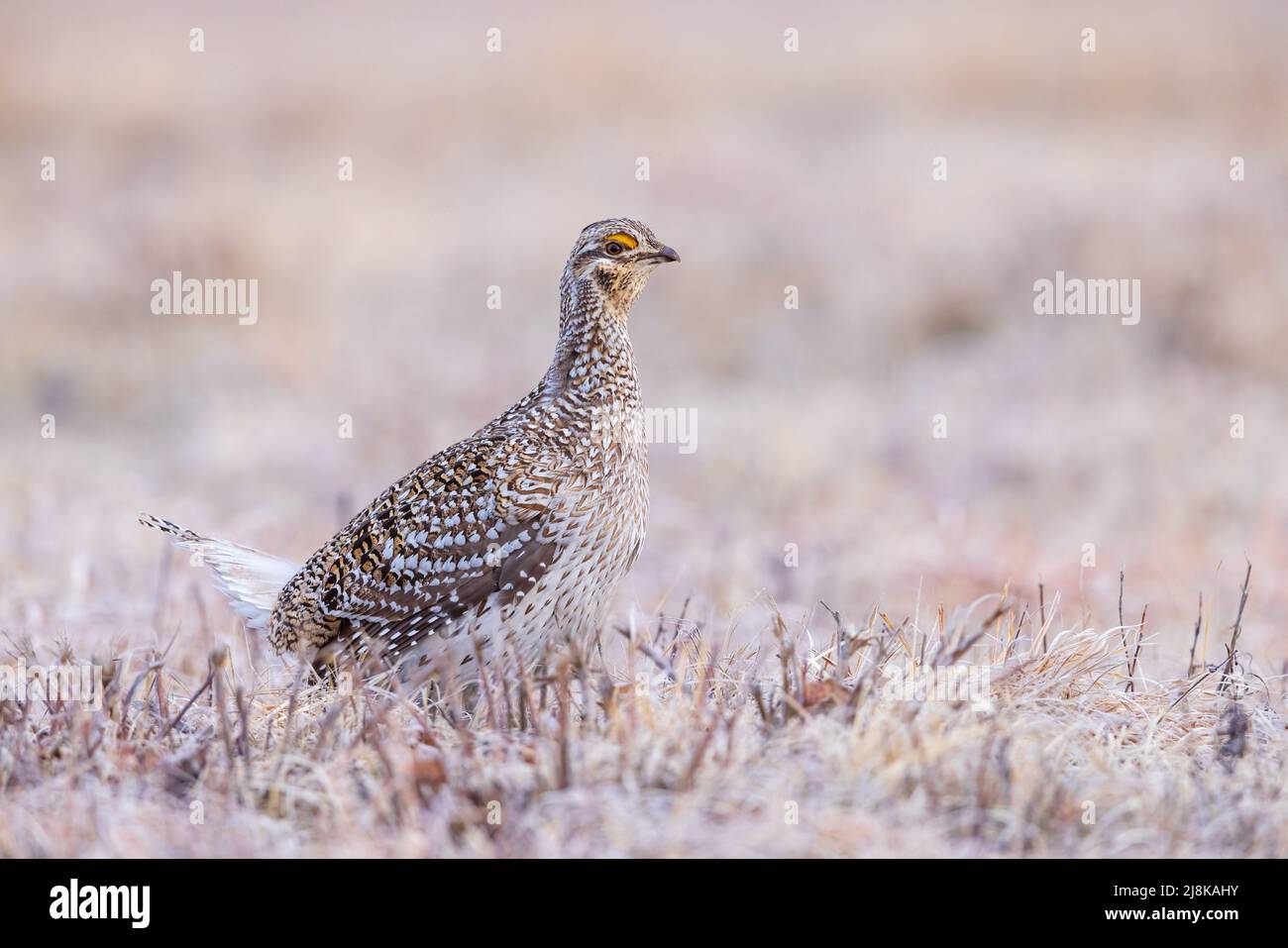 Sharp-tailed grouse in northern Wisconsin Stock Photo - Alamy