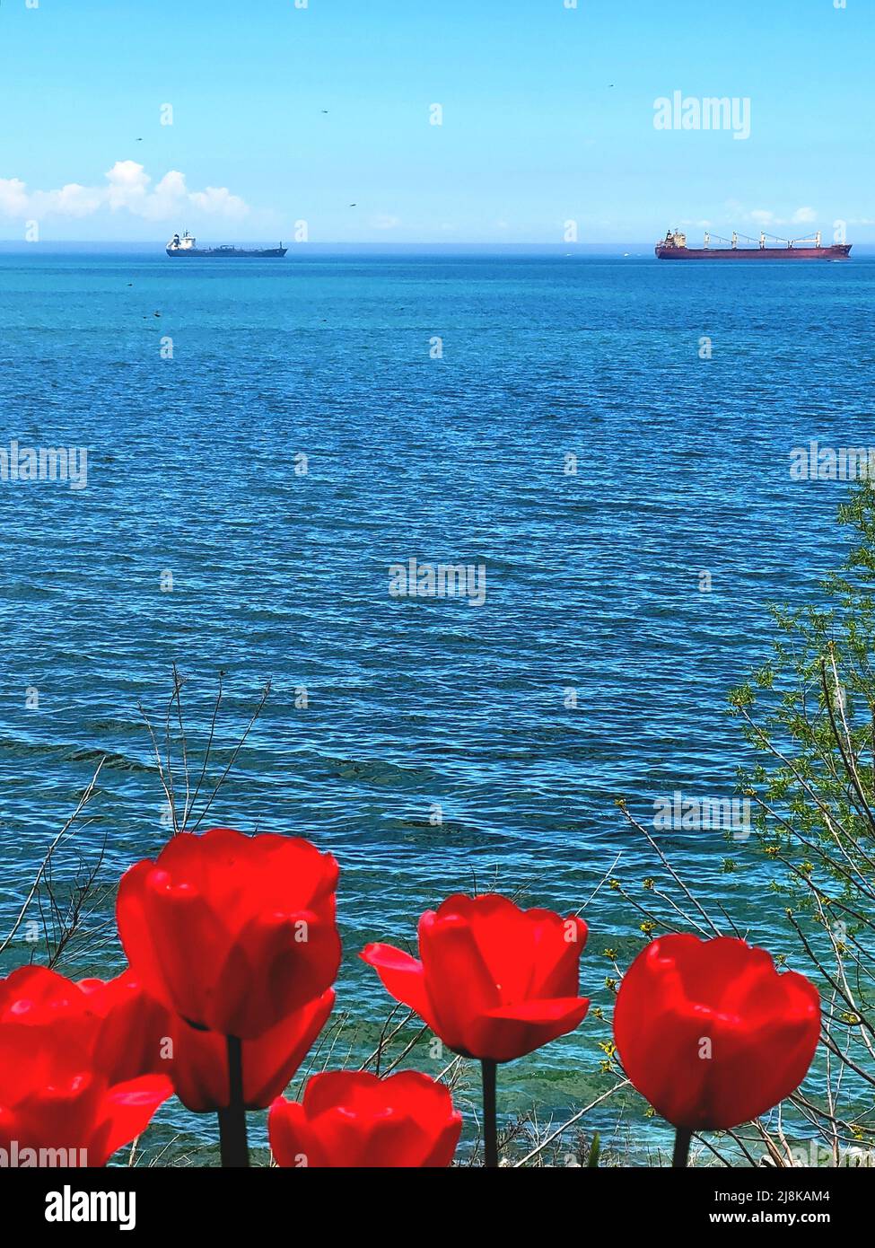 Red Tulips and Ocean Cargo Ships on Lake Ontario, Canada Stock Photo ...