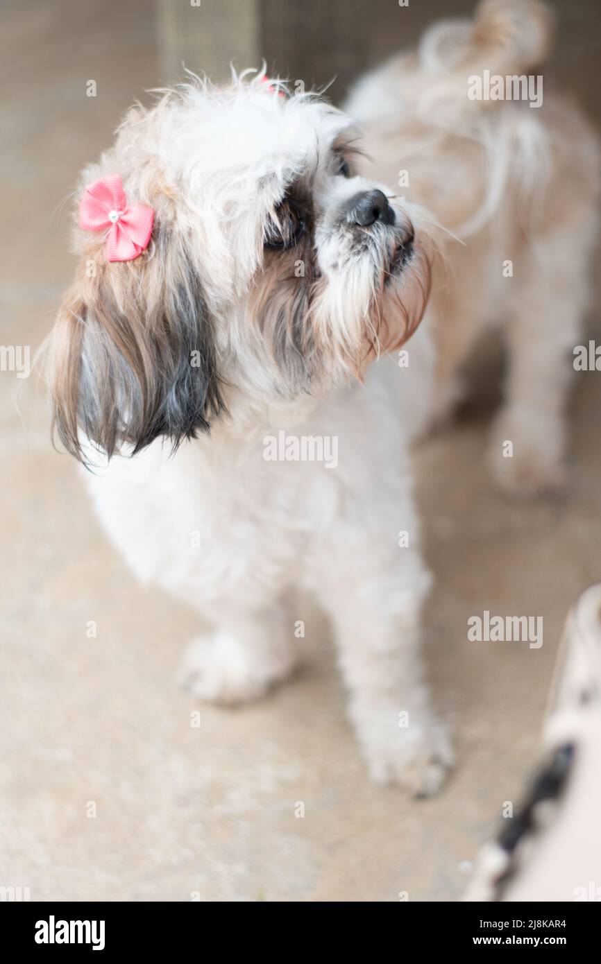 my dog mali Stock Photo - Alamy