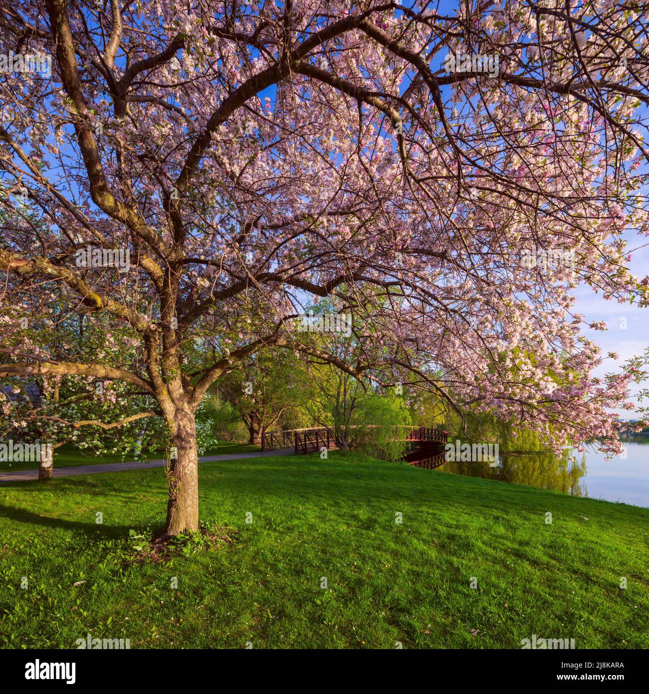 Scenic Dominion Arboretum of Ottawa in spring (square aspect ratio ...