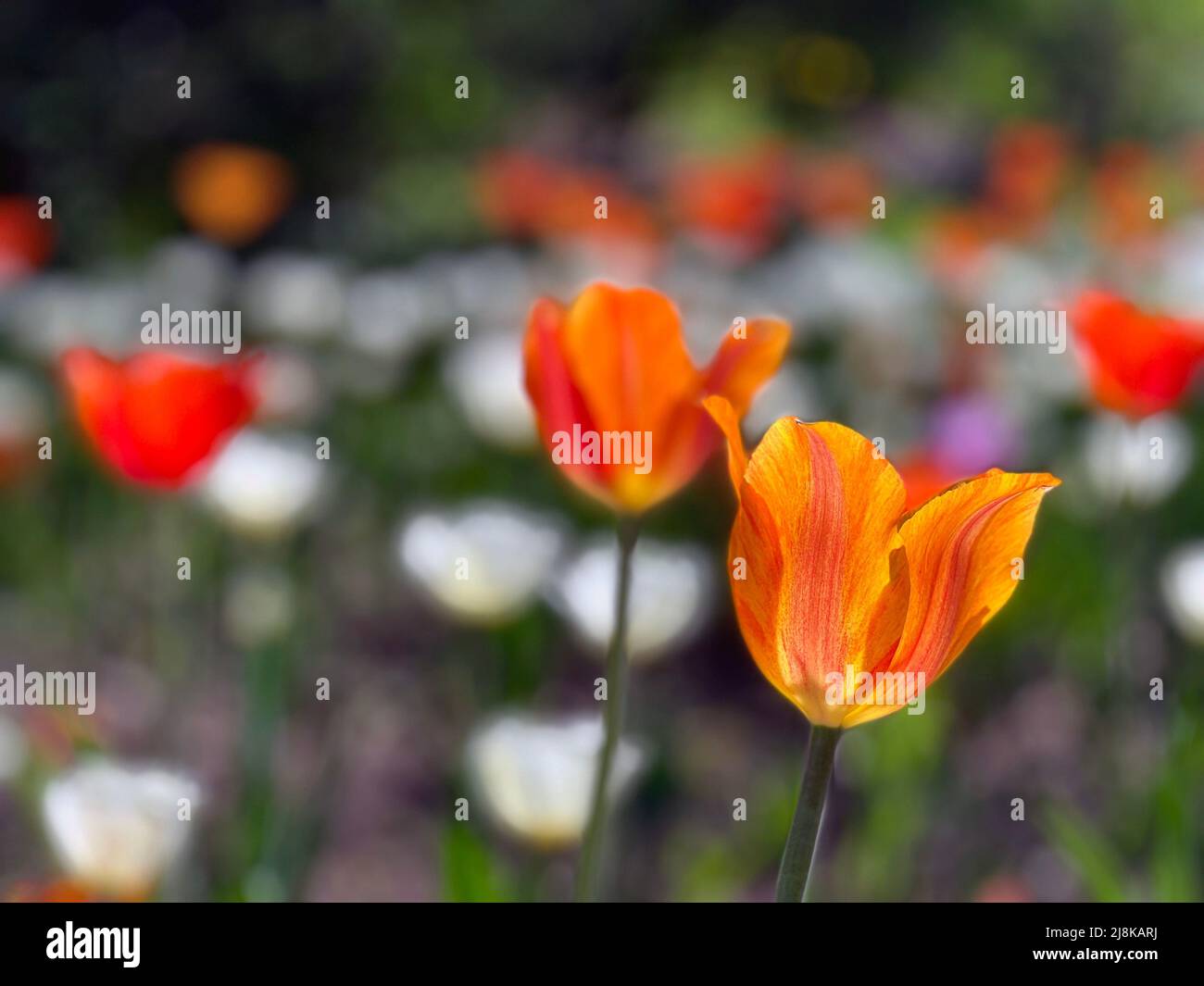 Beautiful flowers seen at the annual Ottawa Tulip Festival, an annual ...