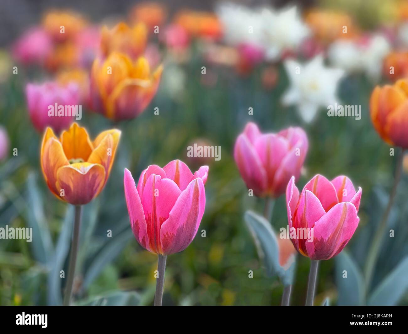 Beautiful flowers seen at the annual Ottawa Tulip Festival, an annual ...