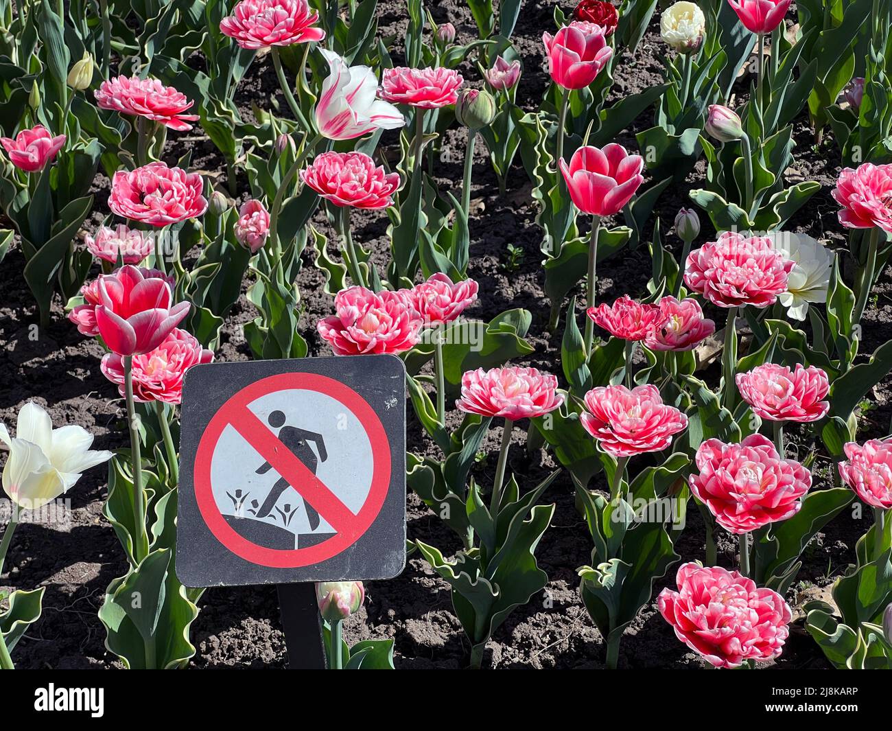 Beautiful flowers seen at the annual Ottawa Tulip Festival, an annual ...