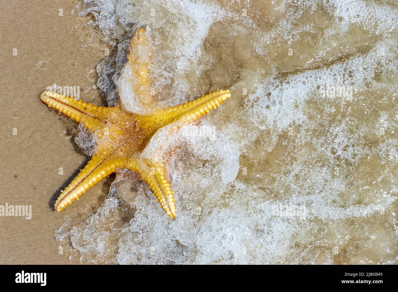 Starfish lying on the sea beach with a waves, top view Stock Photo - Alamy