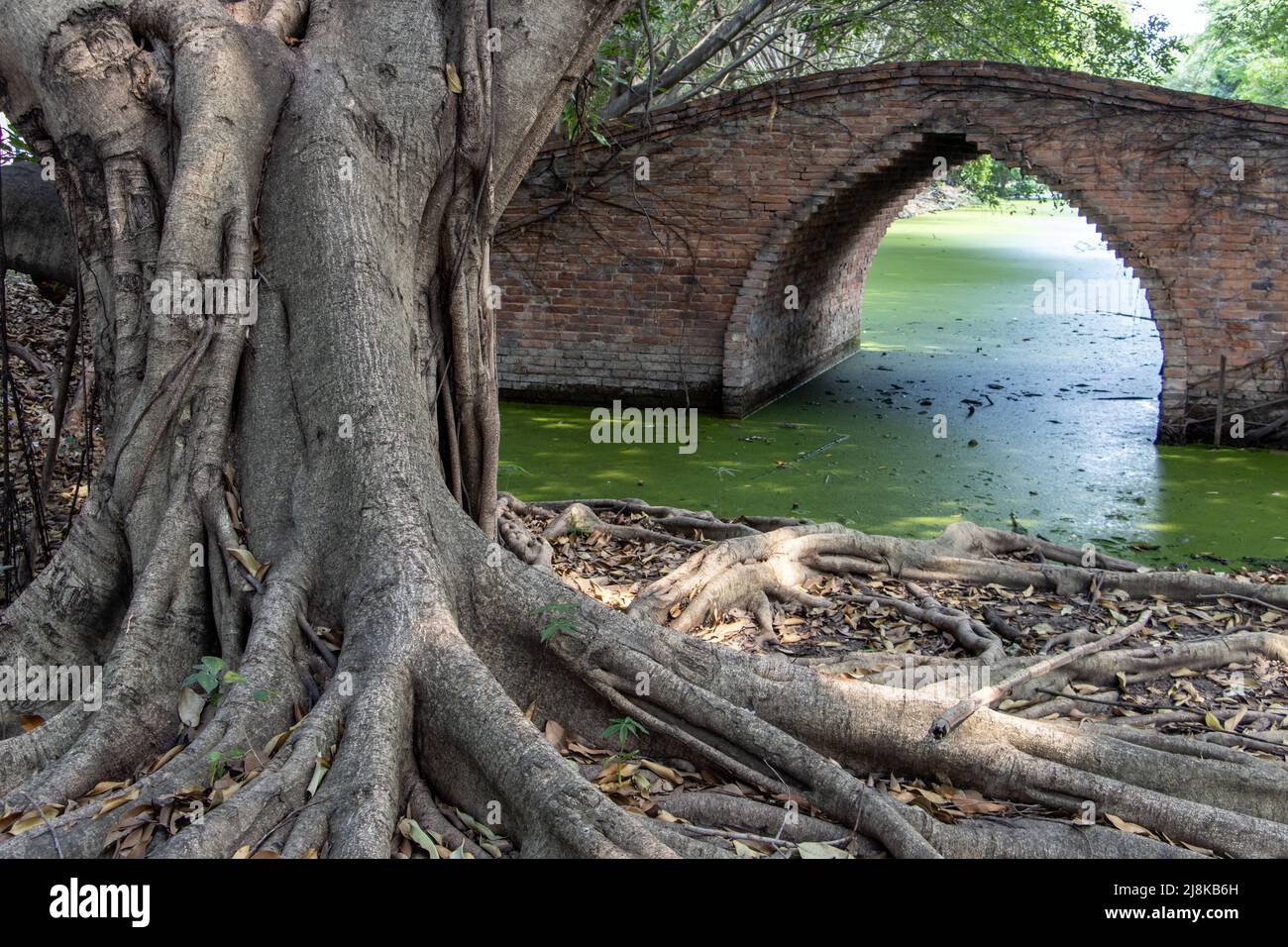 Old brick bridge with massive tree roots on the shore Stock Photo - Alamy
