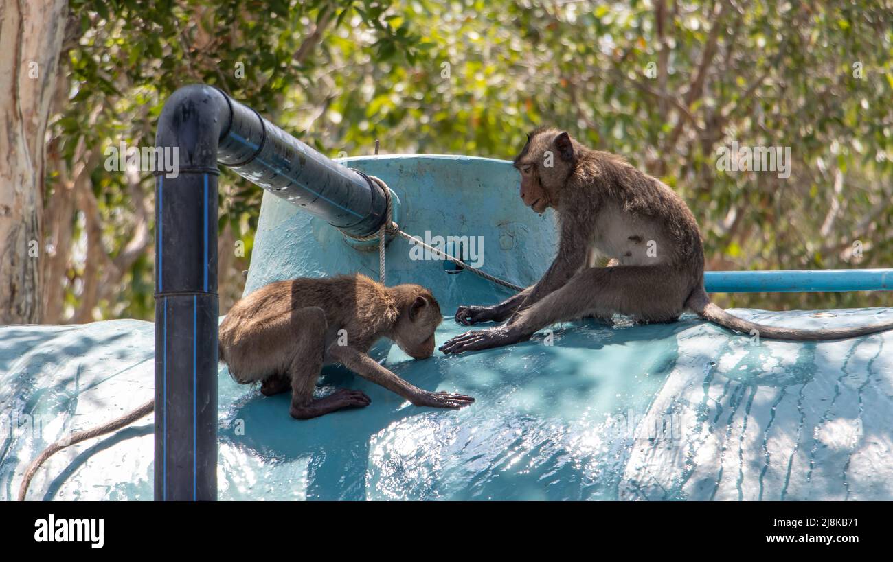 A pair of macaque monkeys drink water running down an outdoor tank ...