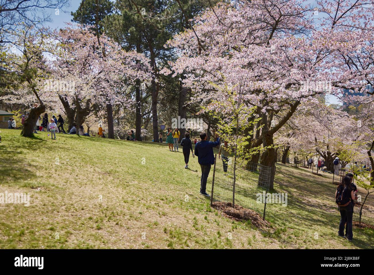 Sakura cherry trees blossoming in High Park in the spring Stock Photo ...