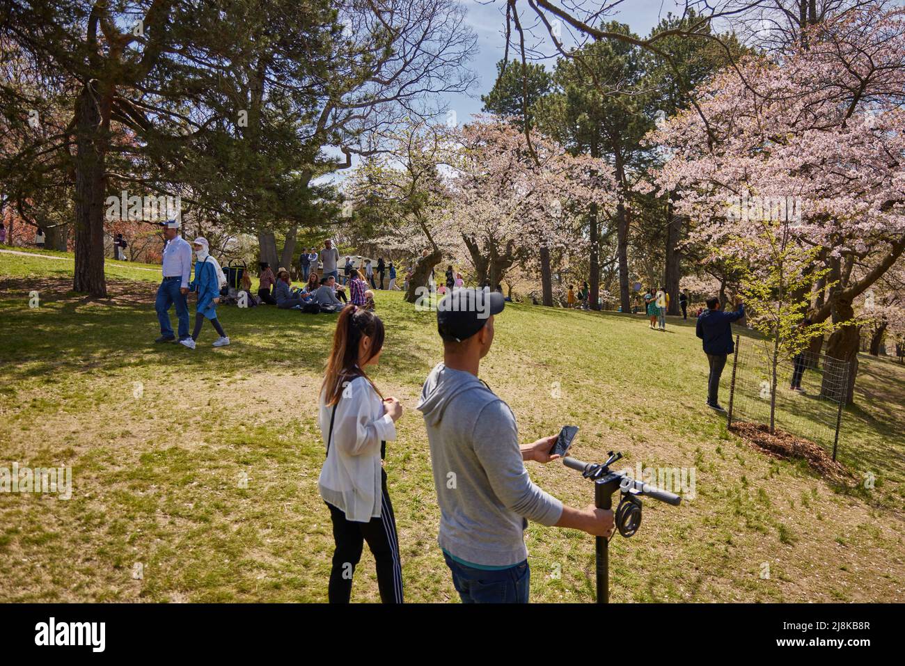 Sakura cherry trees blossoming in High Park in the spring Stock Photo ...