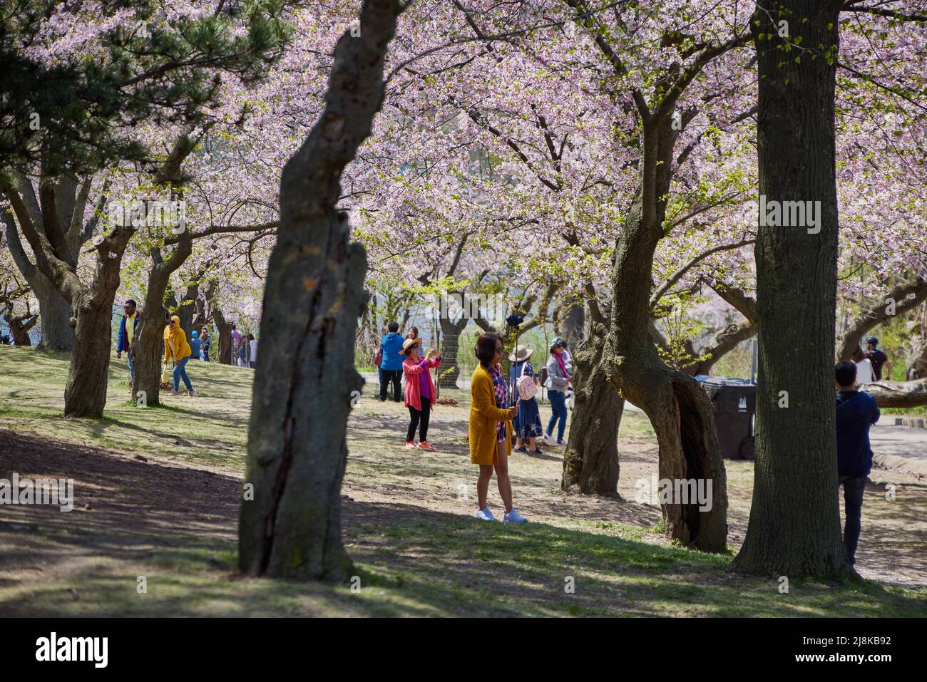 Sakura cherry trees blossoming in High Park in the spring Stock Photo ...