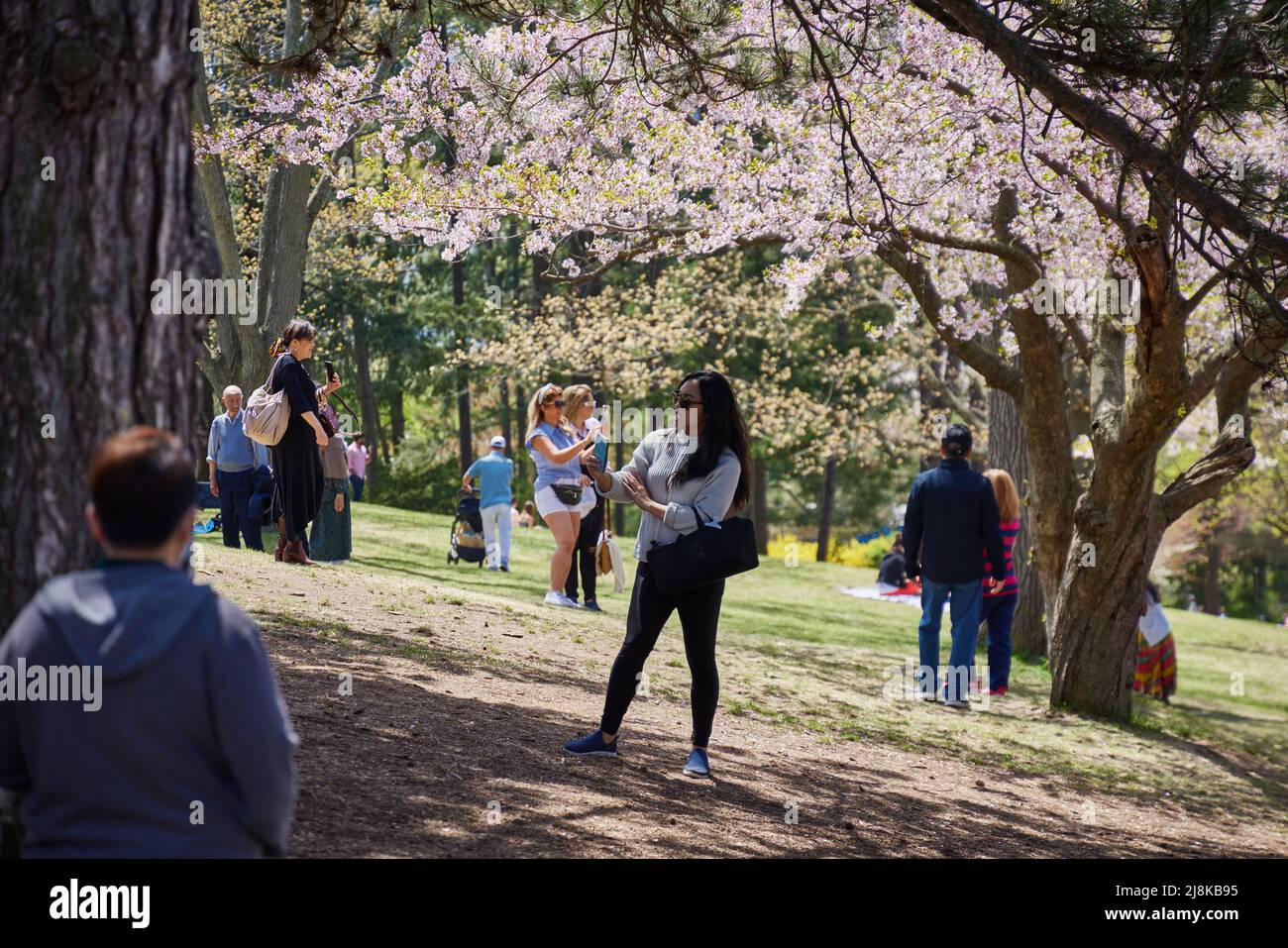 Sakura cherry trees blossoming in High Park in the spring Stock Photo ...