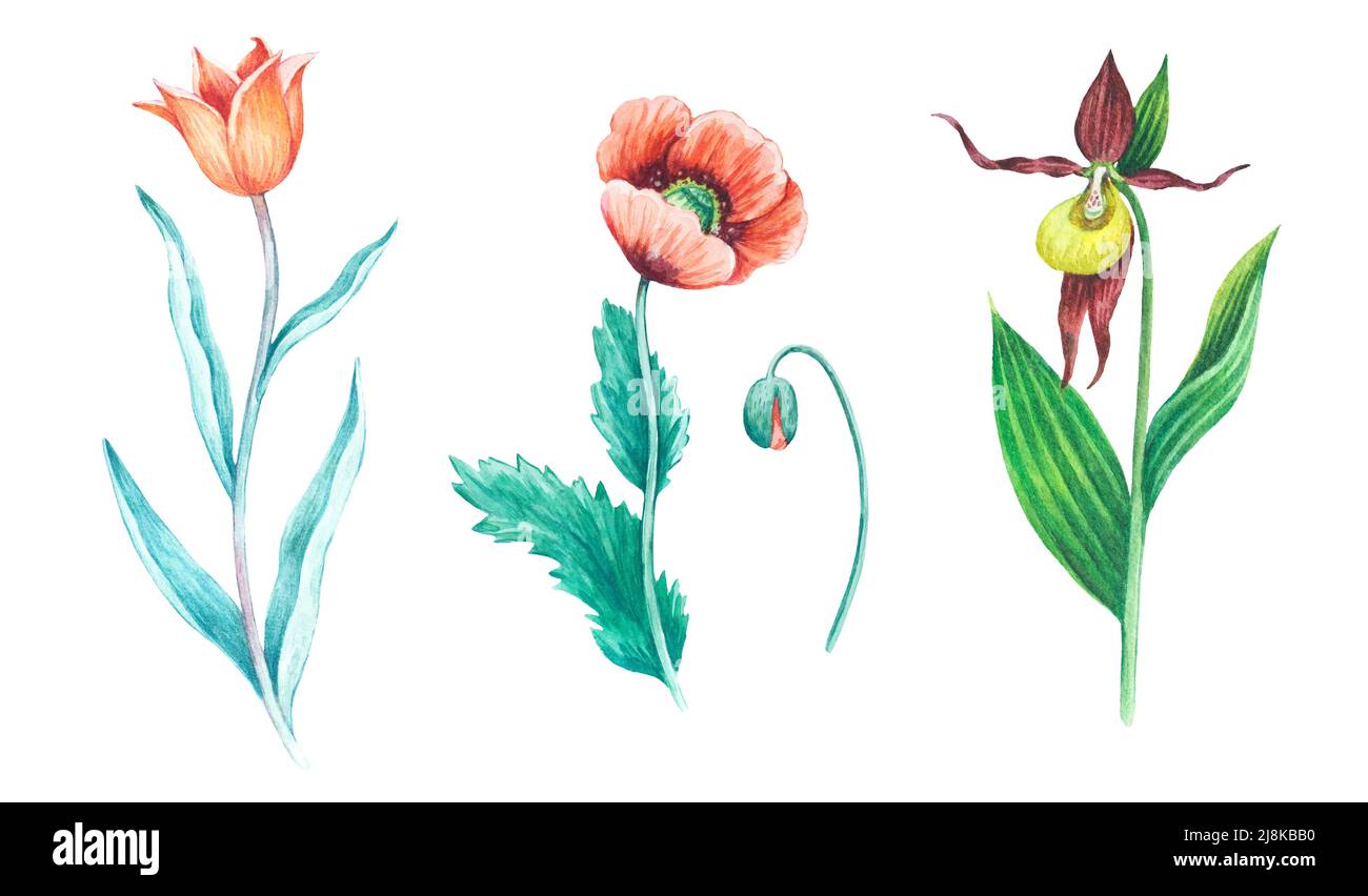Detailed realistic watercolor botanical illustration with wild medow ...